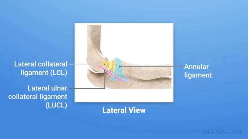 Evaluation and Treatment of Medial Elbow Pathology | Medbridge
