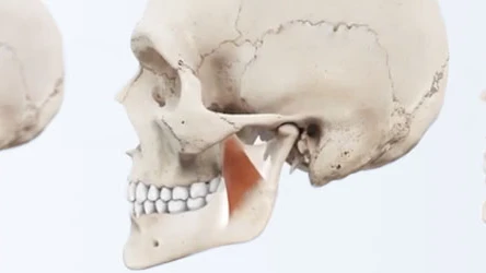Temporomandibular Disorder: A Bite Size Intro to Management and ...